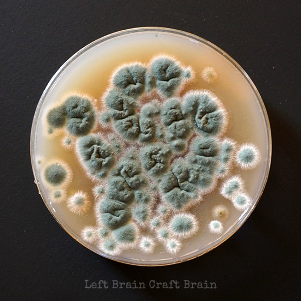 Biology for Kids|Fun with Fungus - Left Brain Craft Brain