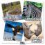 Introducing STEAM Explorers Animals Unit Study Ebook - Left Brain Craft ...