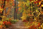 Why Do Leaves Change Color? Science Experiment - Left Brain Craft Brain